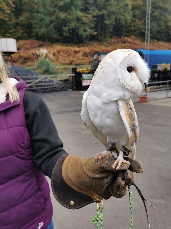 Wildlife FoD photo album - Forest of Dean